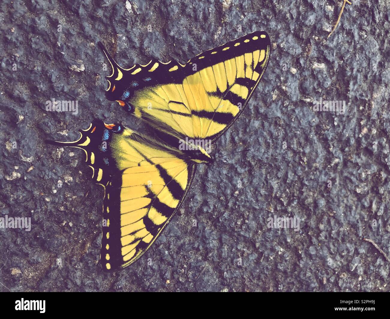 Yellow swallowtail butterfly poised on pavement Stock Photo - Alamy