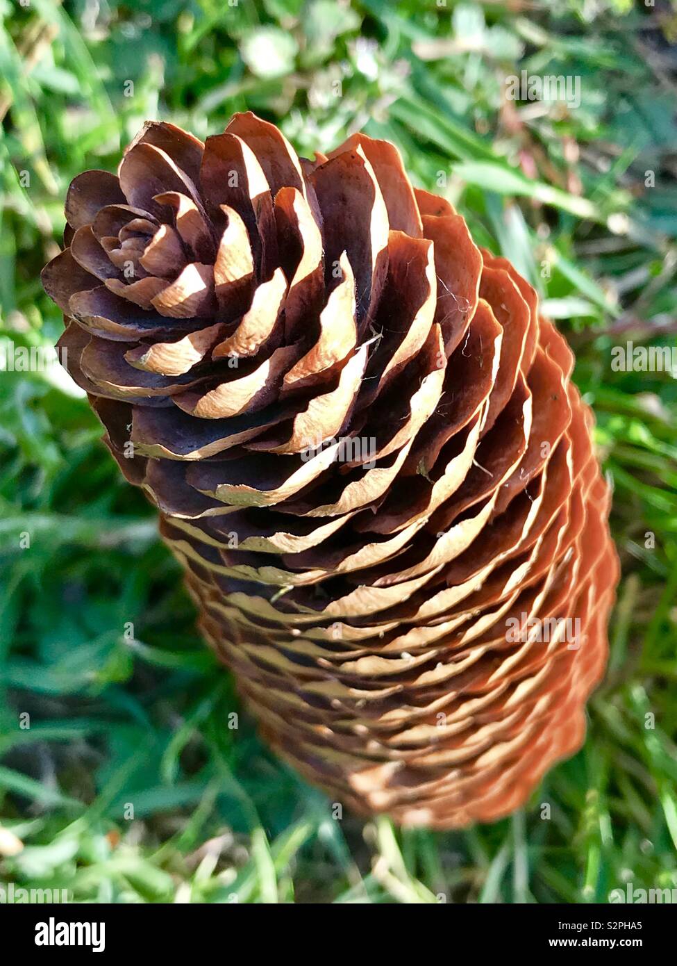 Pine cone in garden Stock Photo - Alamy