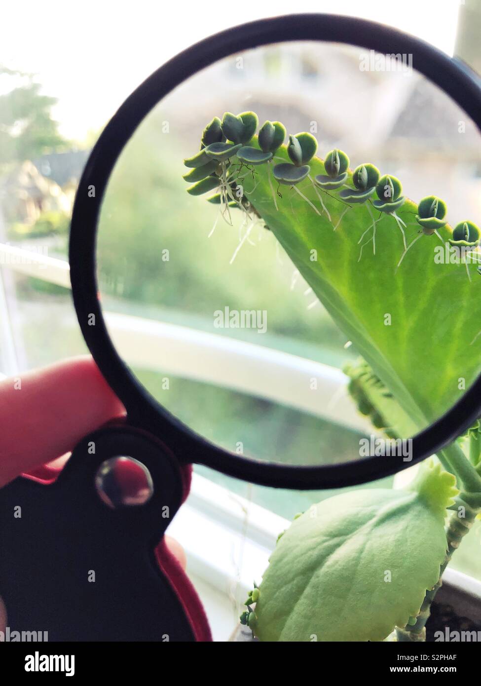A mother of thousands plant seen through a magnifying glass Stock Photo ...