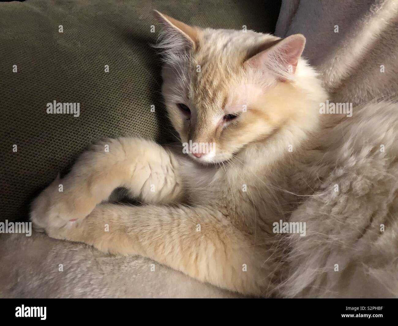 Red point siamese hi-res stock photography and images - Alamy