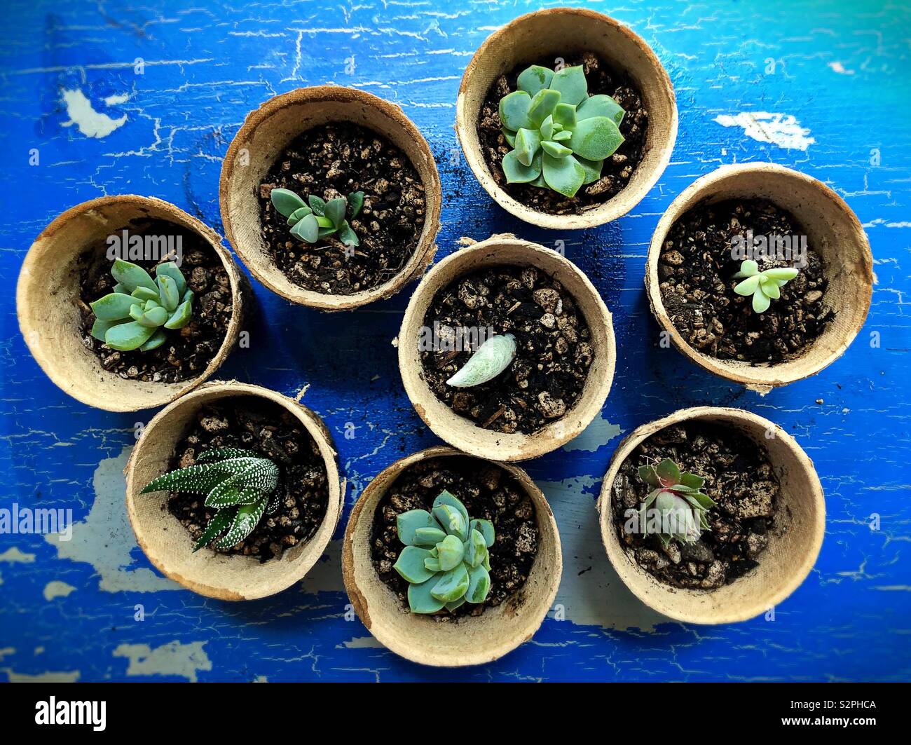Biodegradable plants hi-res stock photography and images - Alamy