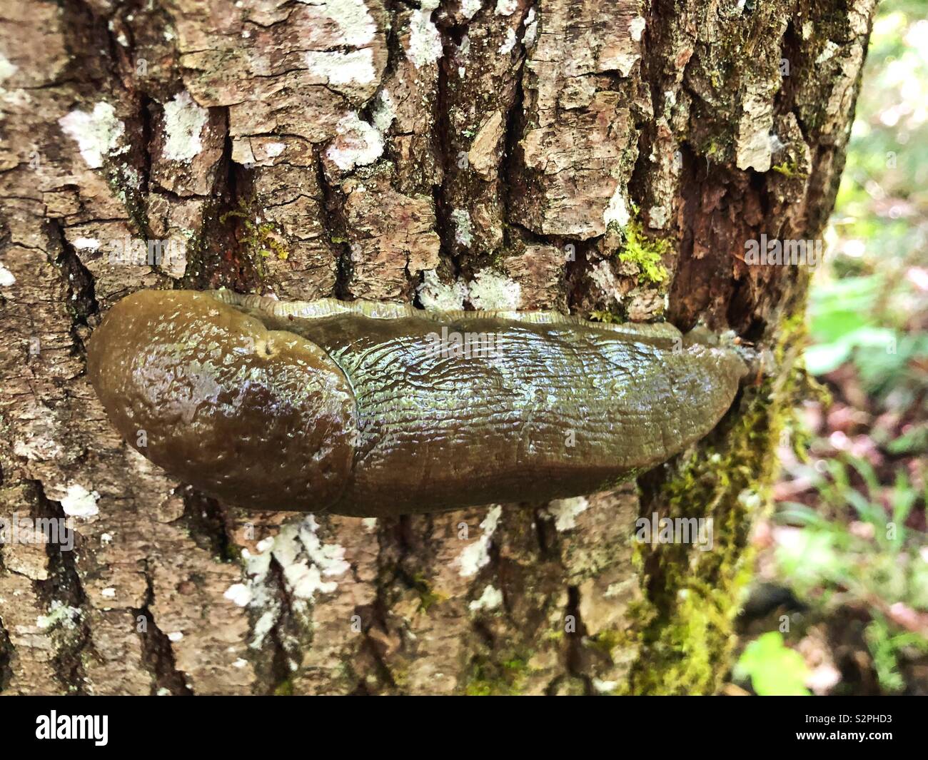 A slug on a tree Stock Photo - Alamy