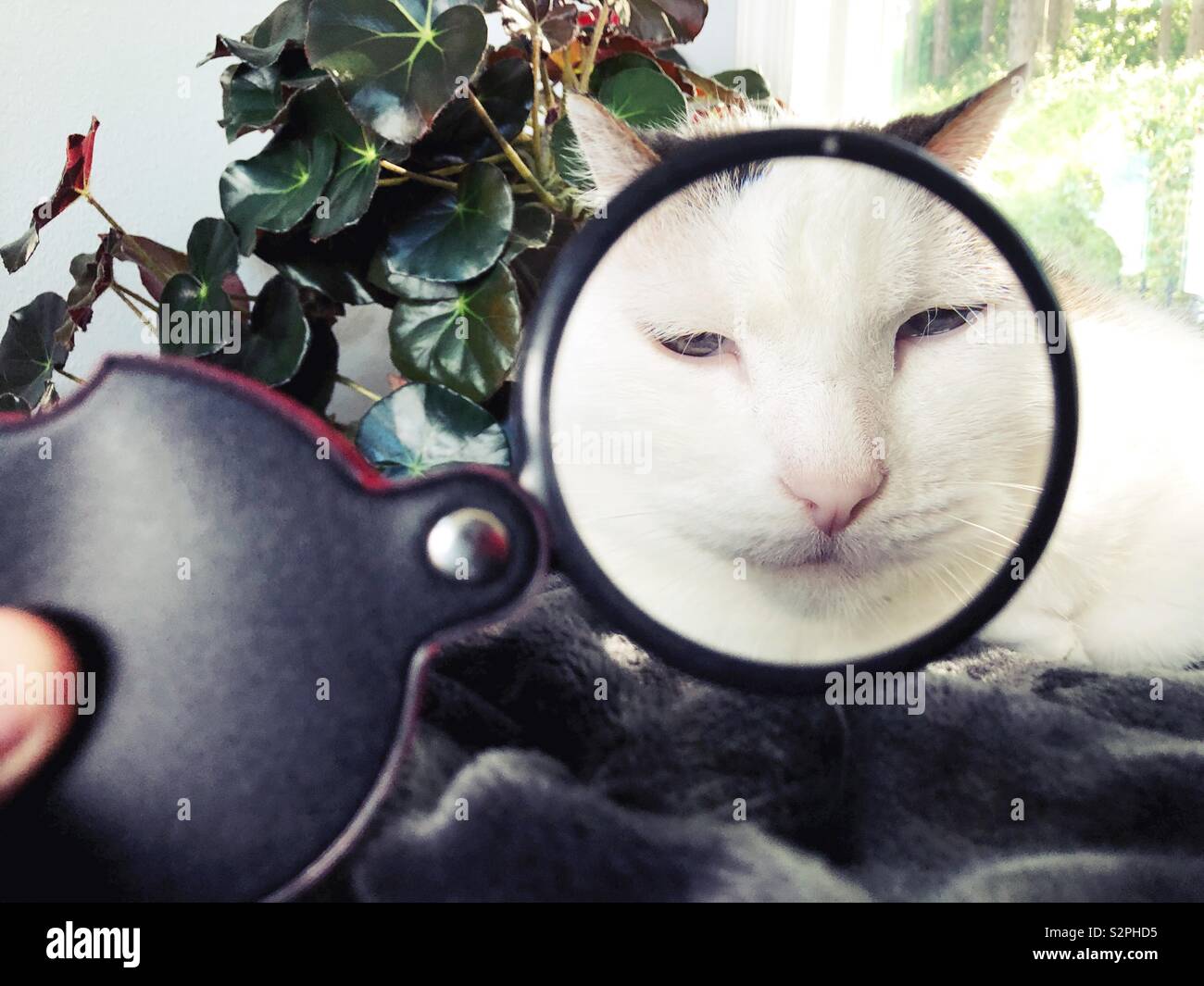 Funny distorted hi-res stock photography and images - Alamy