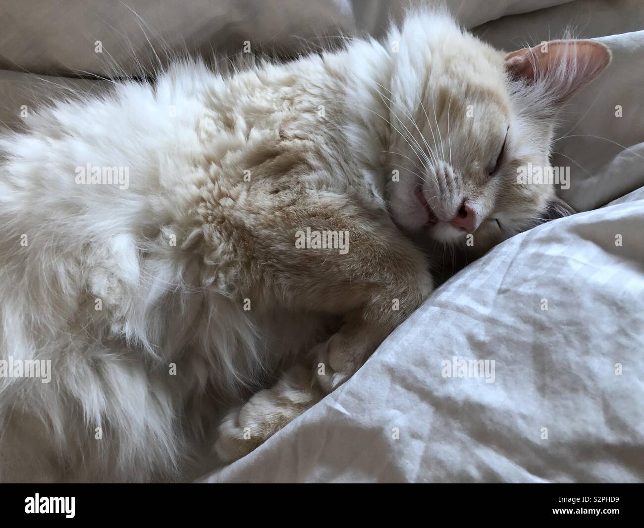 Red point siamese hi-res stock photography and images - Alamy