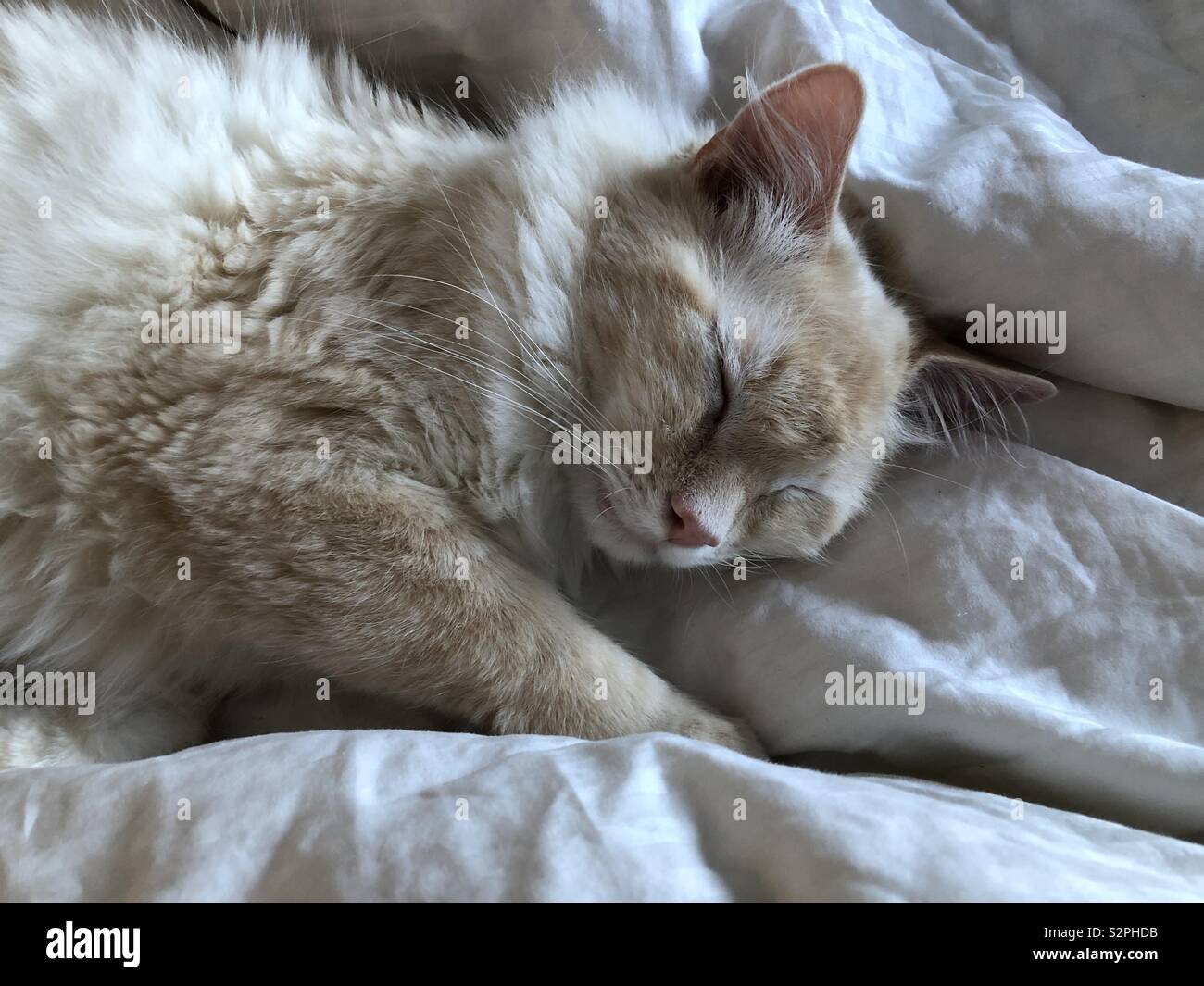 Red point siamese hi-res stock photography and images - Alamy