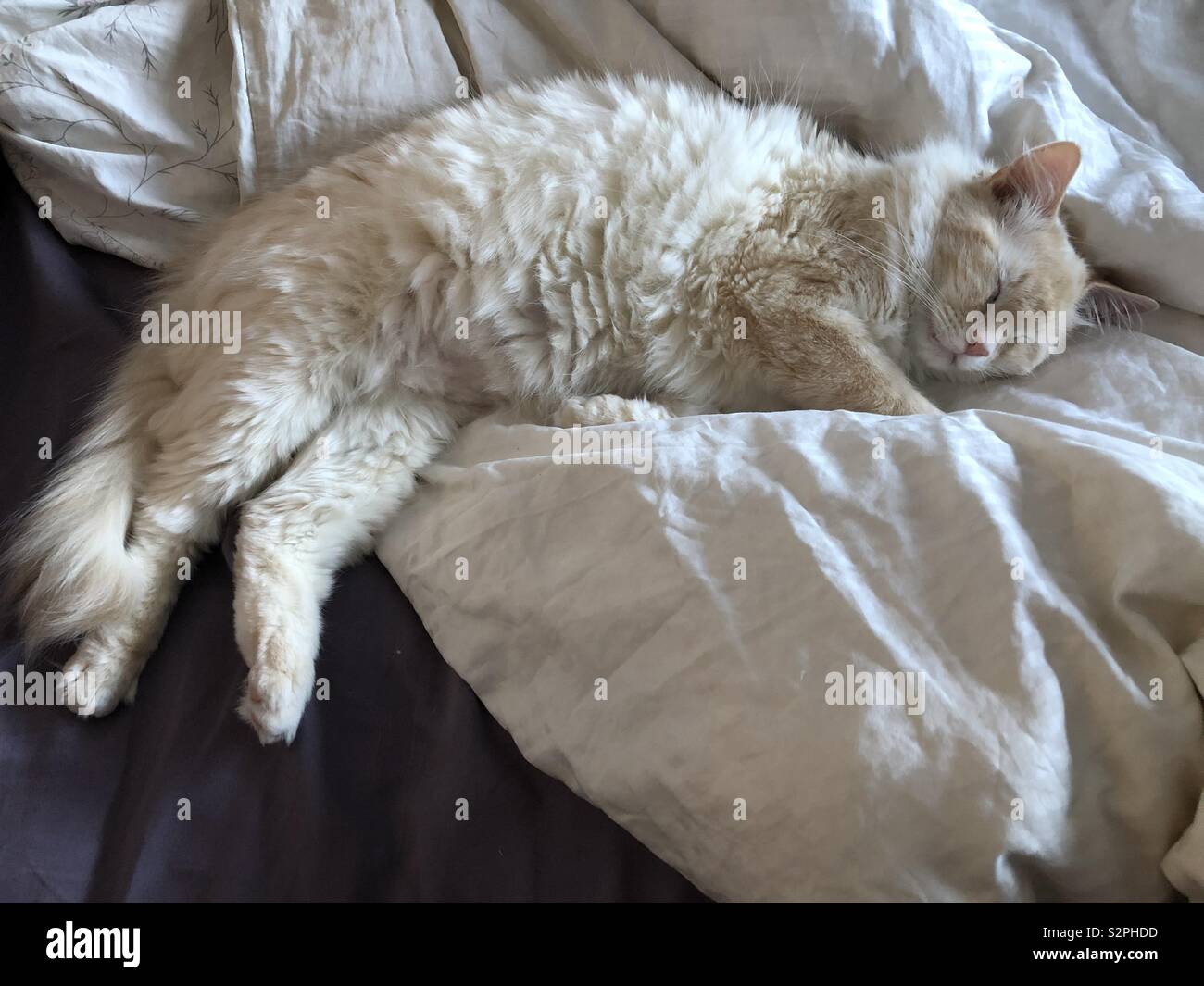 Red point siamese hi-res stock photography and images - Alamy