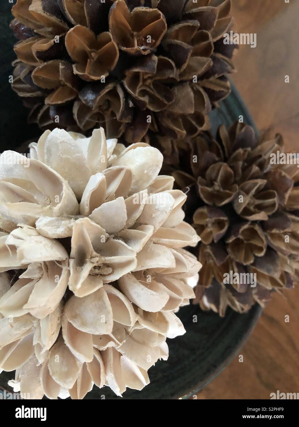 Natural seed pods hi-res stock photography and images - Alamy