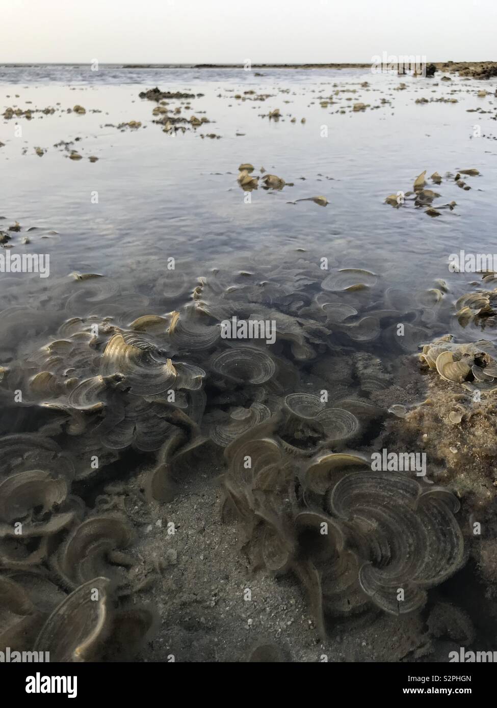 Sea plants hi-res stock photography and images - Alamy