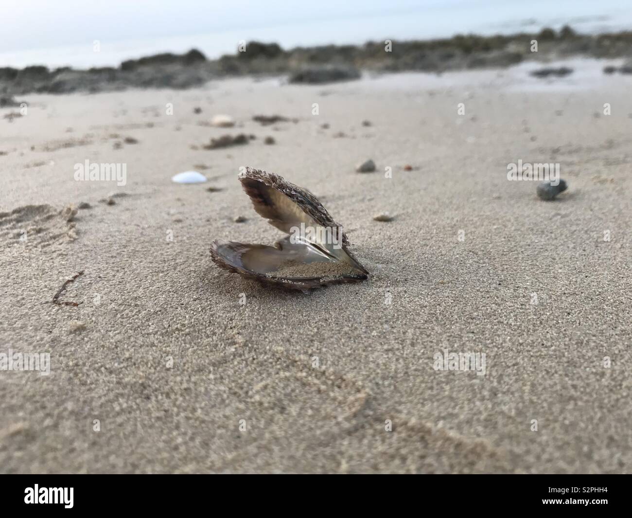Empty shell hi-res stock photography and images - Alamy