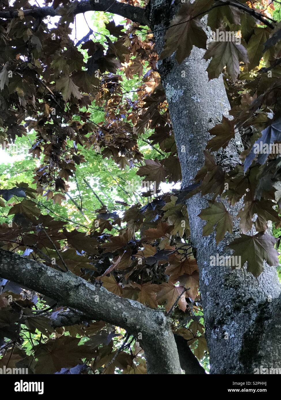 Tree portrait hi-res stock photography and images - Alamy