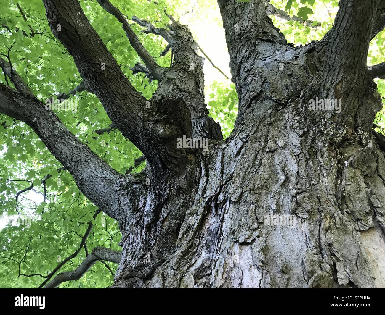 Portrait tree hi-res stock photography and images - Alamy