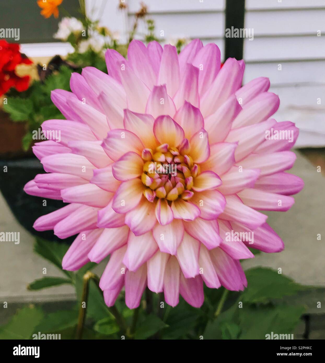 Joy dahlia hi-res stock photography and images - Alamy