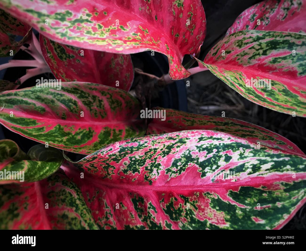 Thailand plant hi-res stock photography and images - Alamy