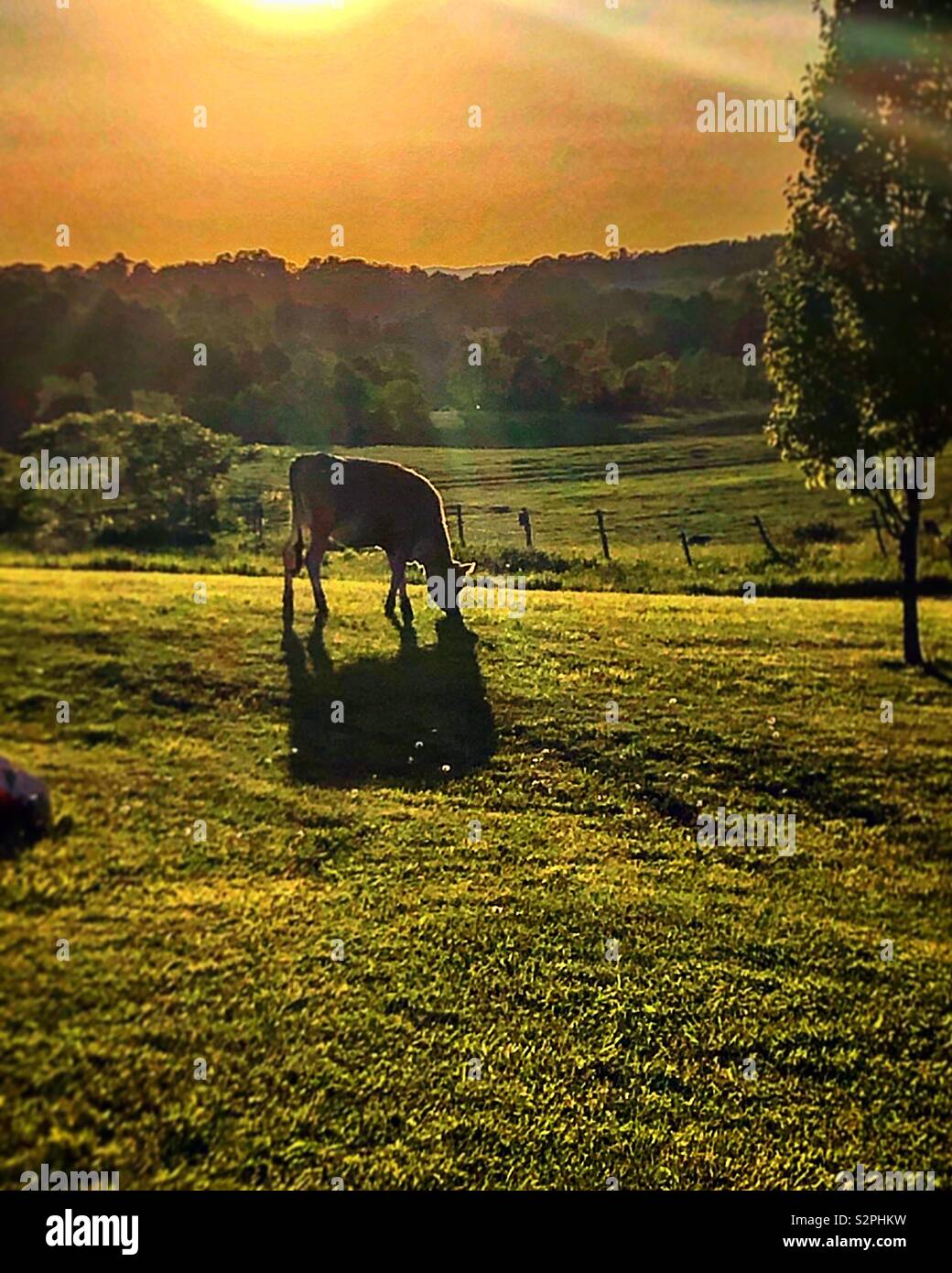 Jersey heifer hi-res stock photography and images - Alamy