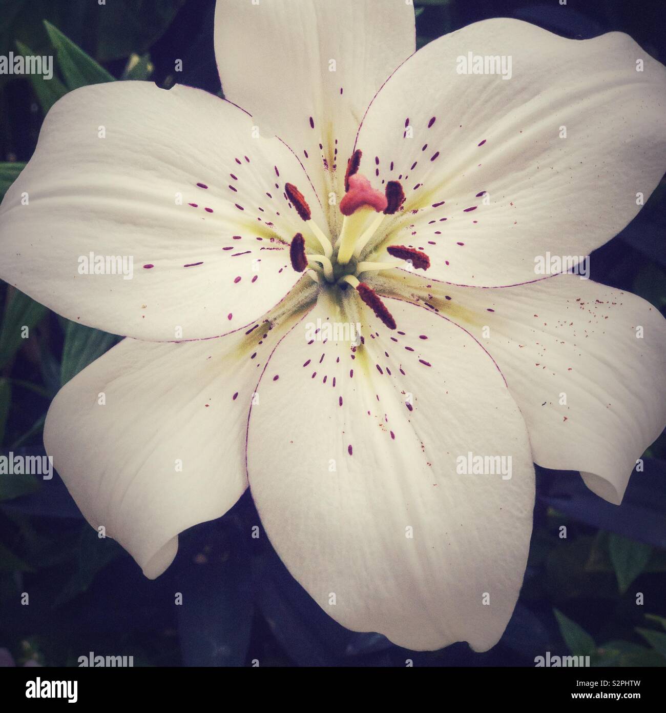 Pure white lilies hi-res stock photography and images - Alamy