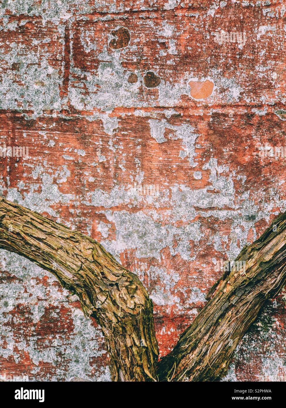 Vine tree branches hi-res stock photography and images - Alamy