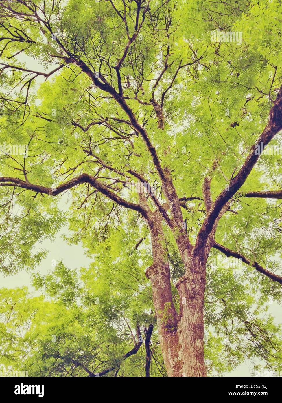 Tall ash trees hi-res stock photography and images - Alamy