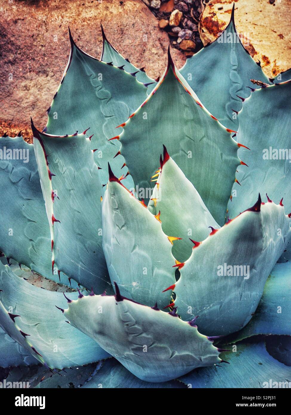 Agave montana hi-res stock photography and images - Alamy
