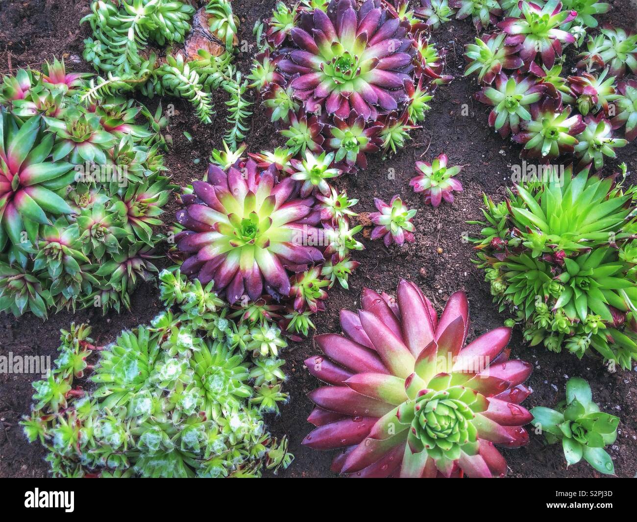 Different succulents hi-res stock photography and images - Alamy