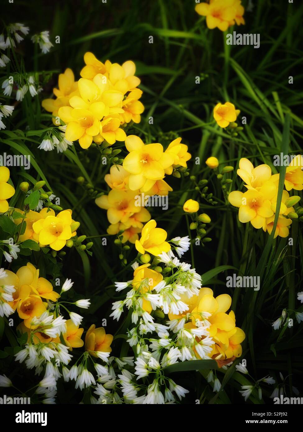 Yellow Freesia hybrida Klatt. & White Allium Sikkimense / 黃色香雪蘭。別名菖蒲蘭與 ...