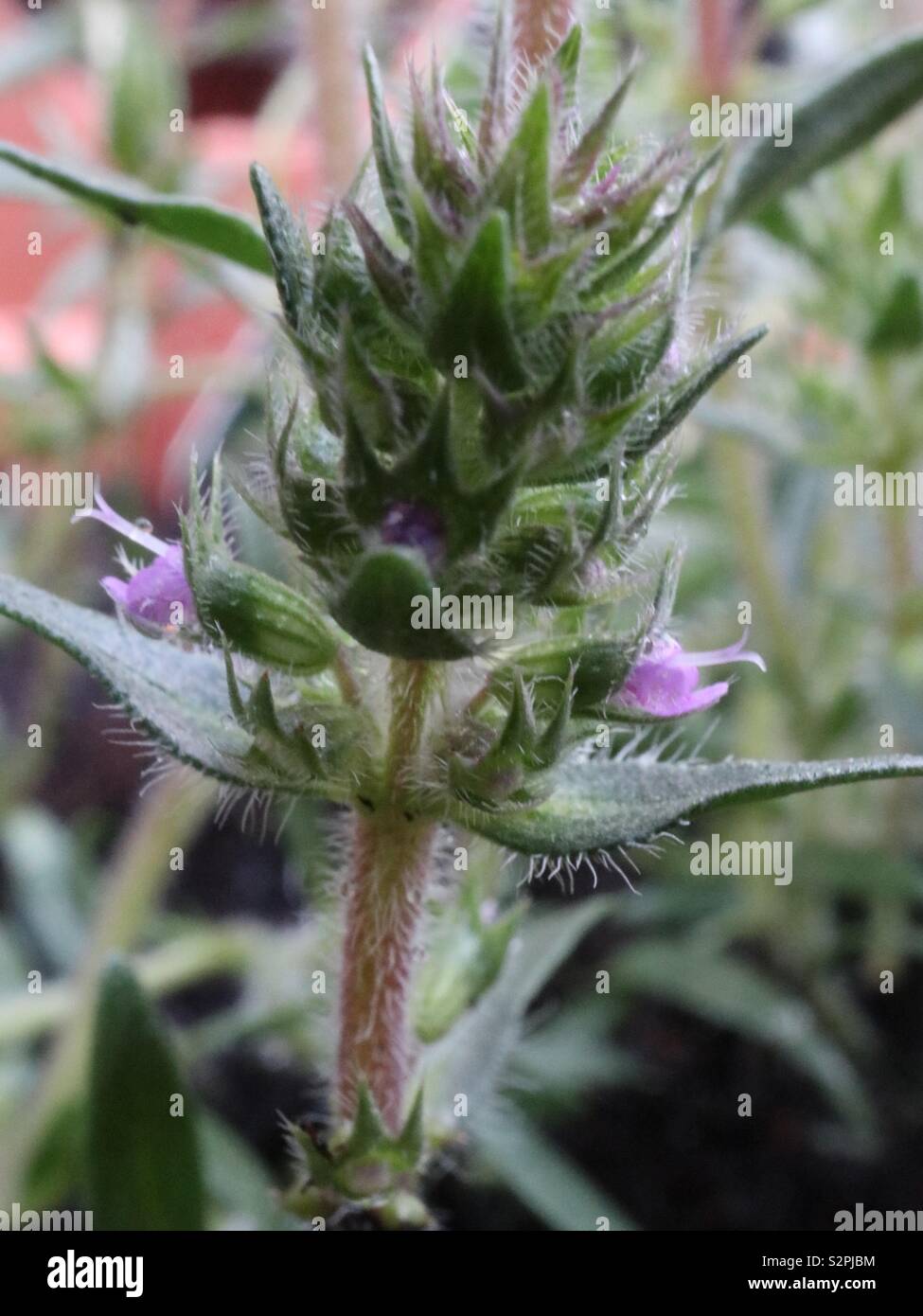 Thyme (Lemonade) in an English summer garden after rain Stock Photo - Alamy