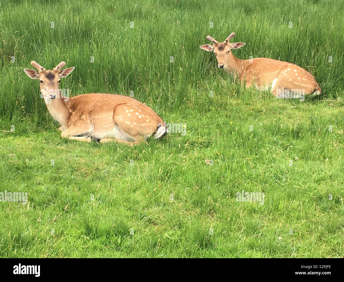 Deer Lying Down Stock Photos & Deer Lying Down Stock Images - Alamy