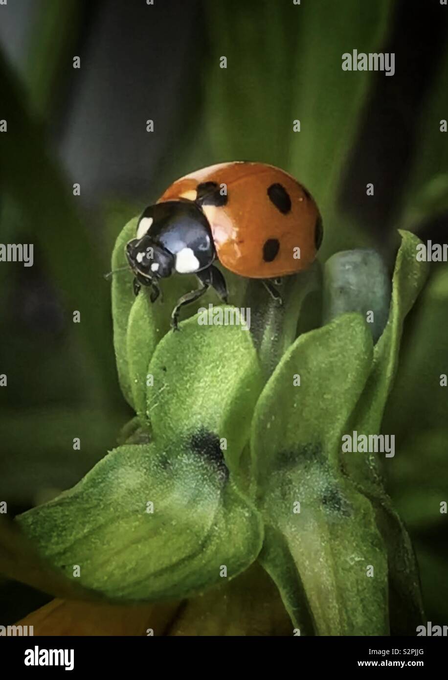 Seven Spot Ladybird Seven Spotted Ladybug High Resolution Stock ...