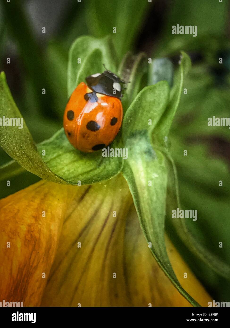 Ladybirds on flower hi-res stock photography and images - Alamy