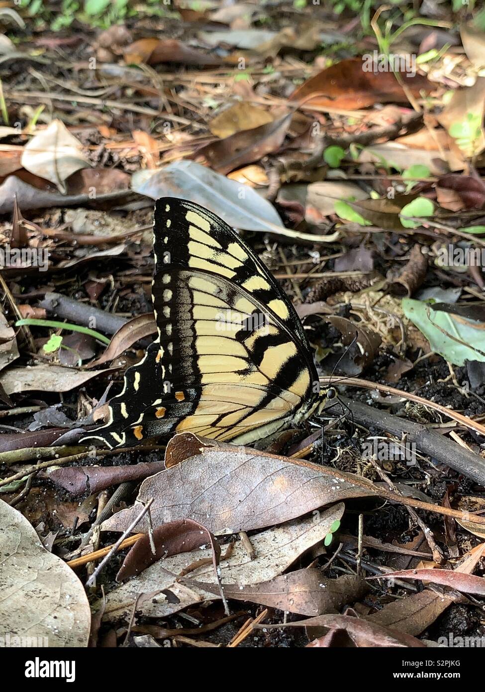 Giant yellow swallowtail on forest floor Stock Photo - Alamy