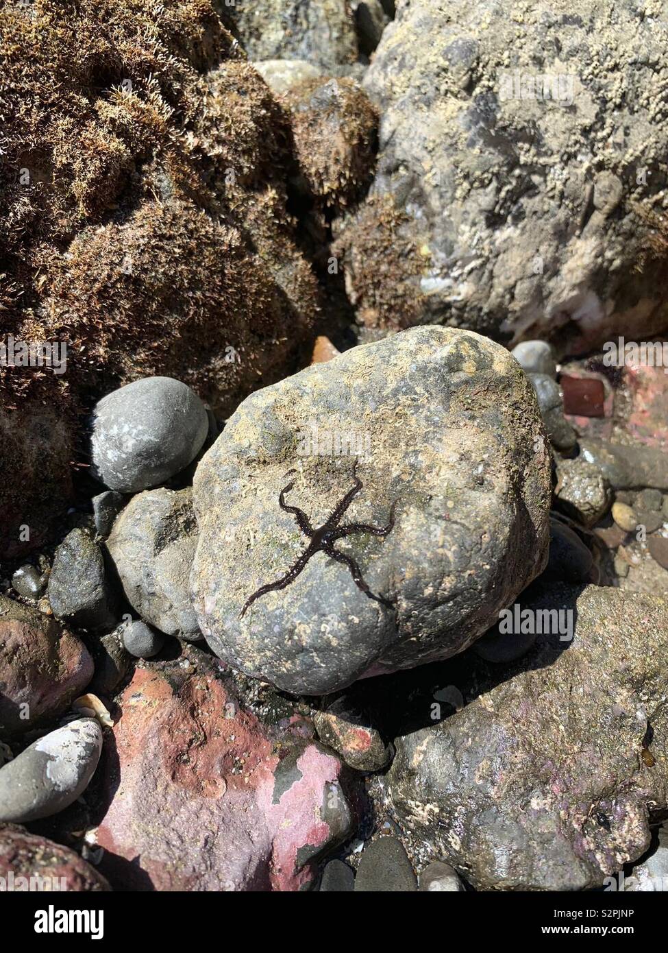 Starfish in Australia Stock Photo - Alamy