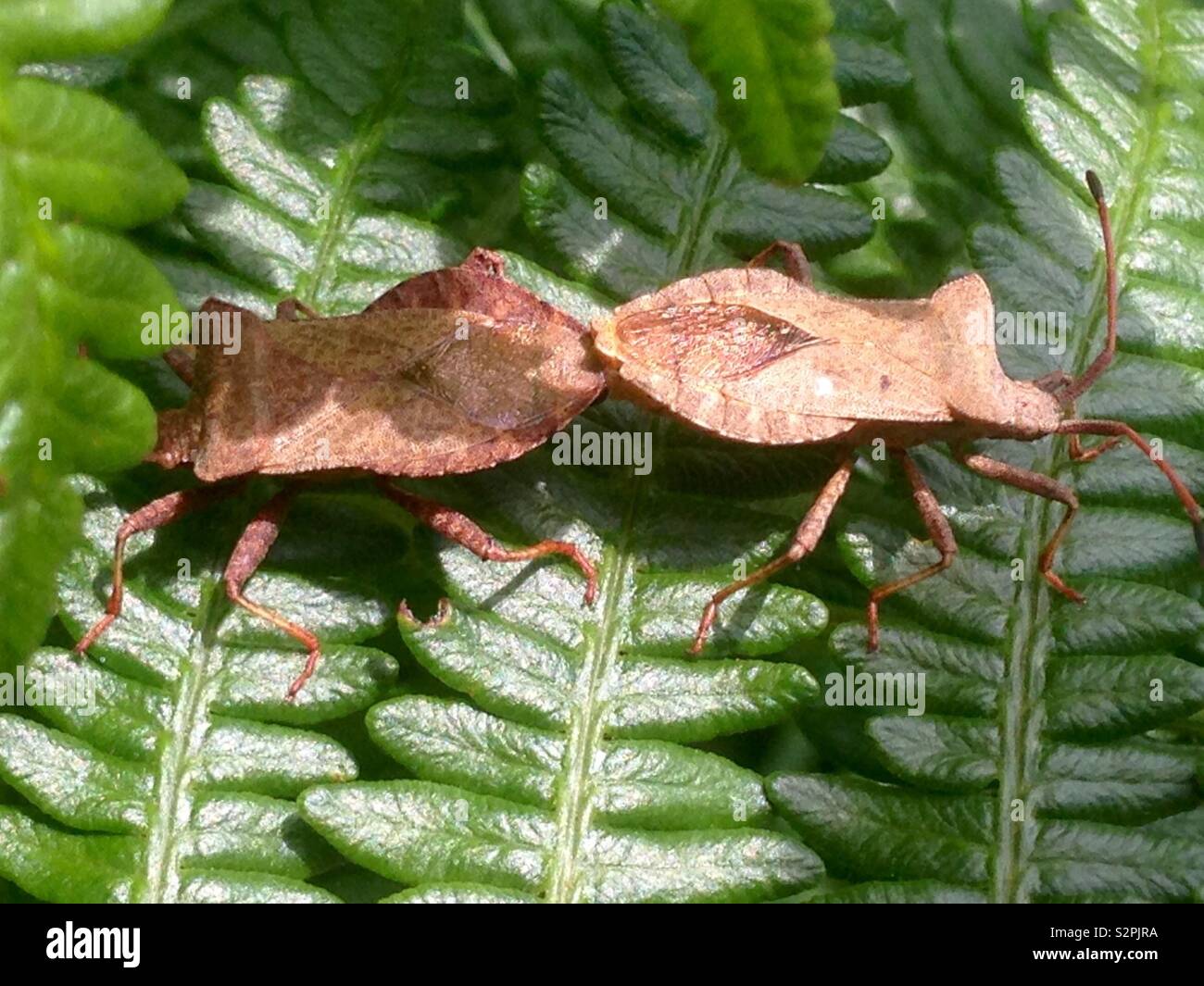 Shield bugs mating Stock Photo - Alamy