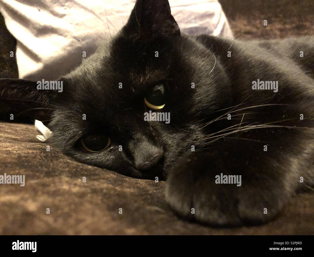 Sad cat hi-res stock photography and images - Alamy