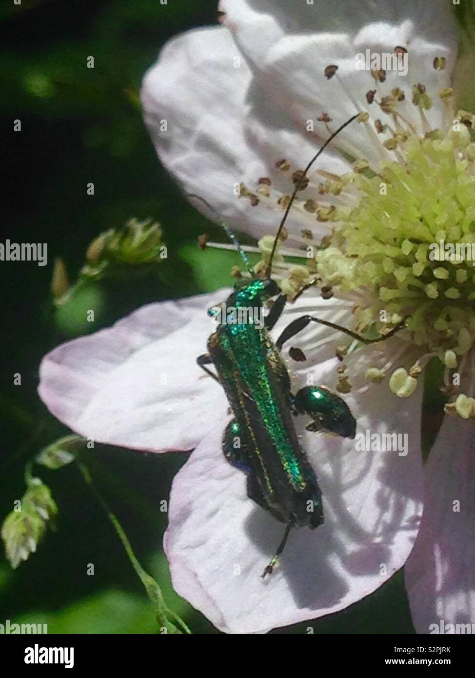 Swollen thighed beetle Stock Photo - Alamy