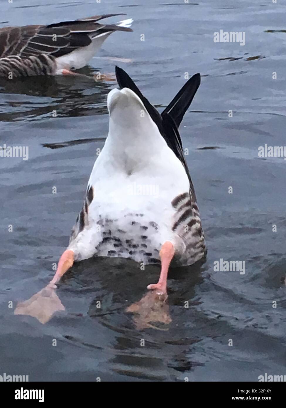 Rear view duck hi-res stock photography and images - Alamy
