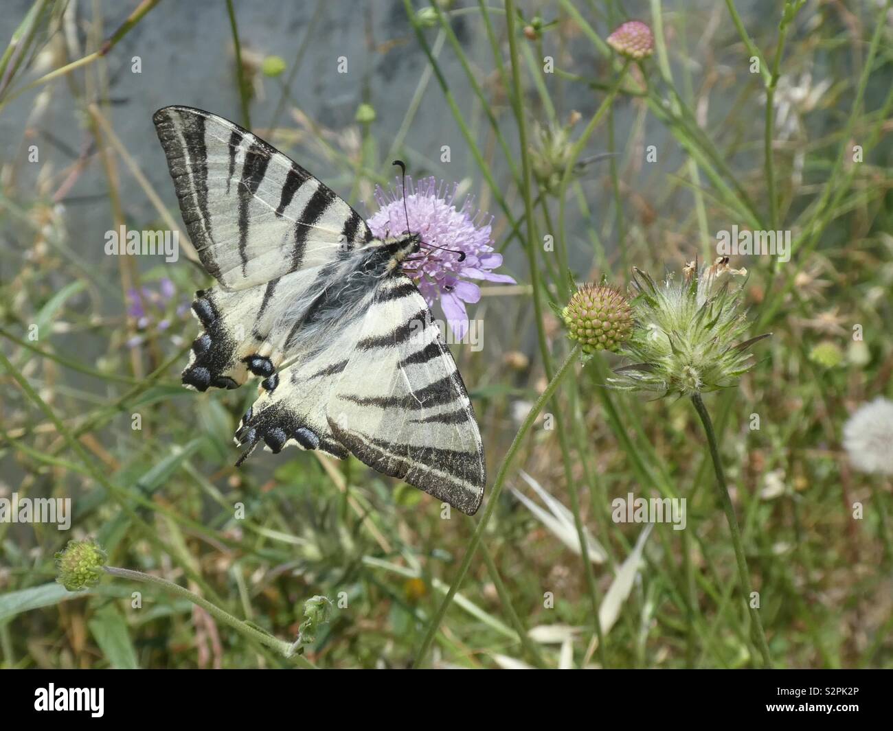 Open winged butterfly hi-res stock photography and images - Alamy