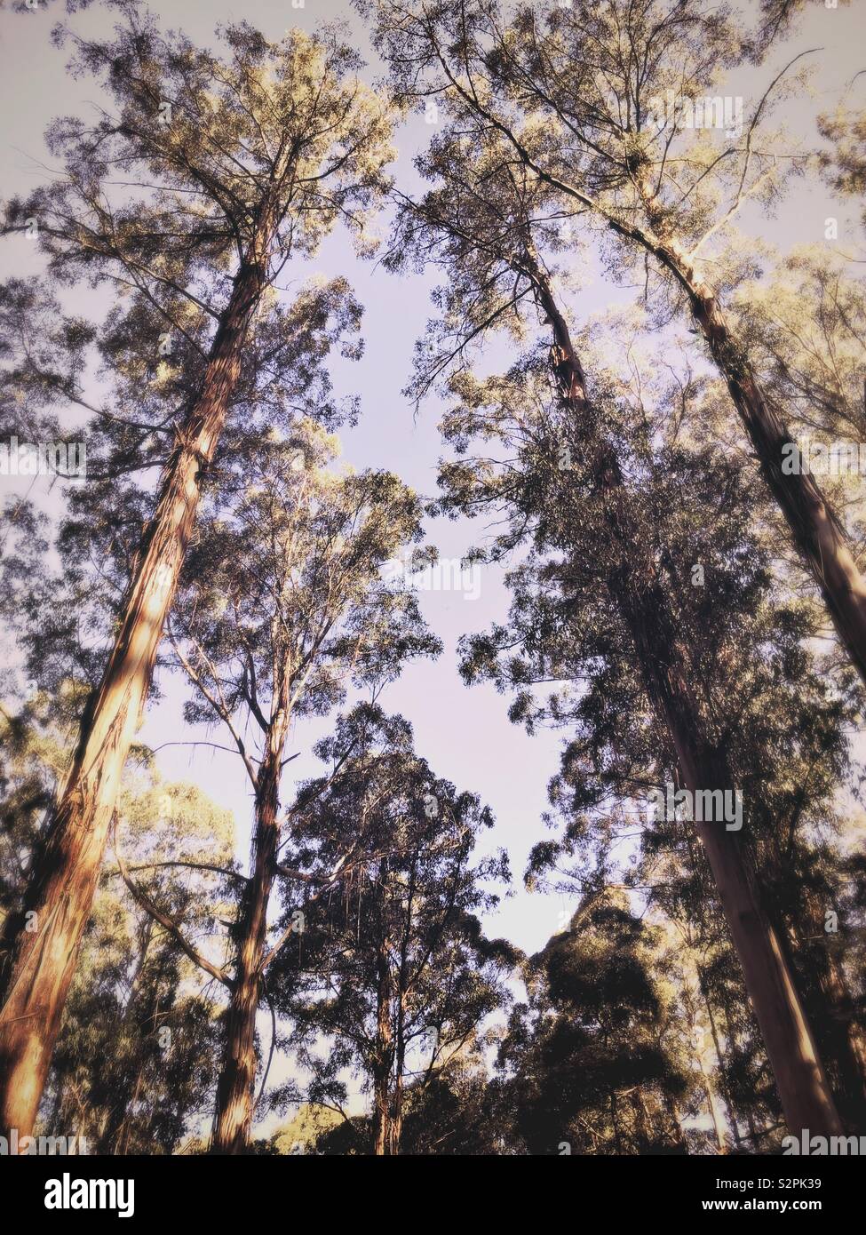 Mountain ash trees hi-res stock photography and images - Alamy