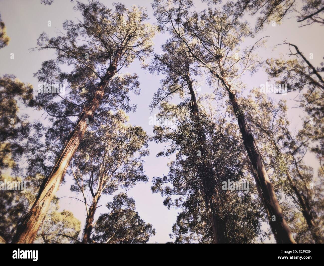 Mountain Ash, Tall Trees, Sherbrooke Forest, Mt Dandenongs, Victoria ...