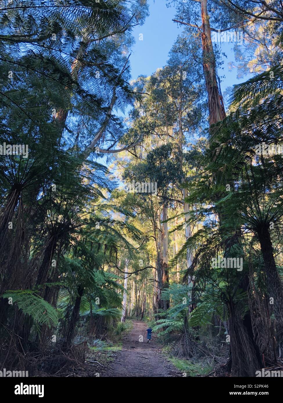 Sherbrooke forest hi-res stock photography and images - Alamy