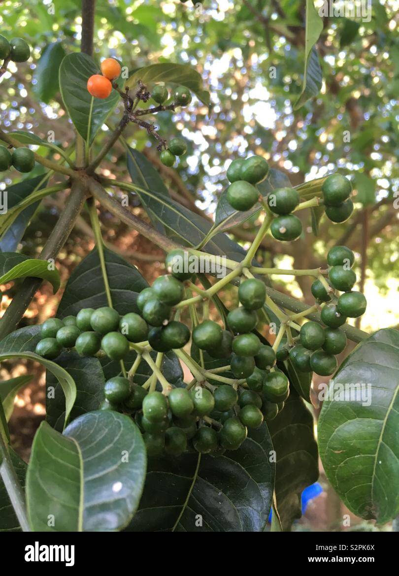 Coffee tree and beans Stock Photo - Alamy