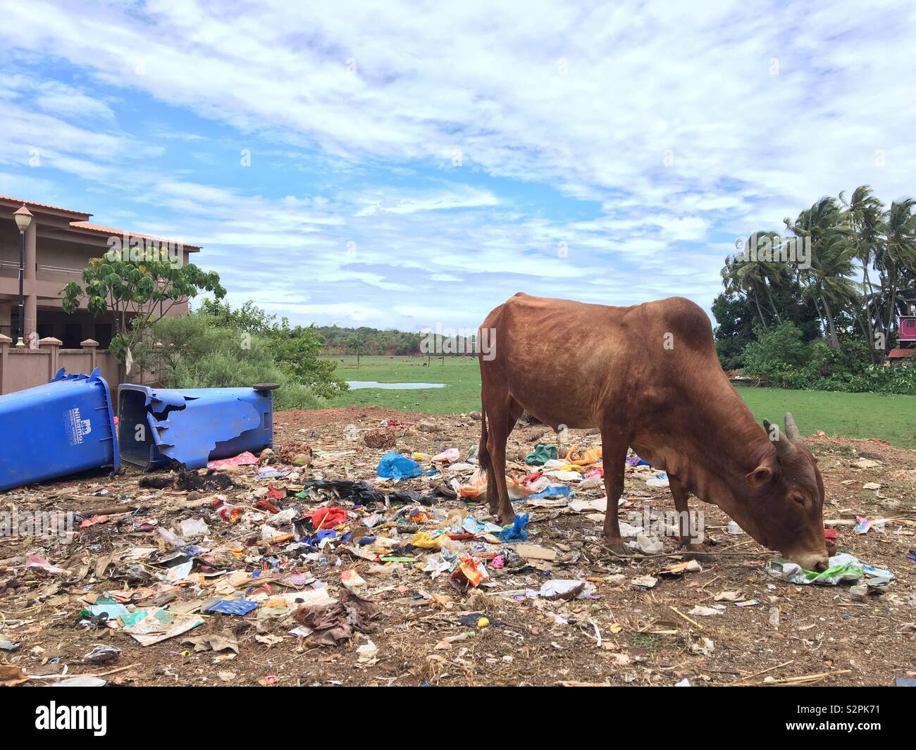 Cow eating waste hi-res stock photography and images - Alamy