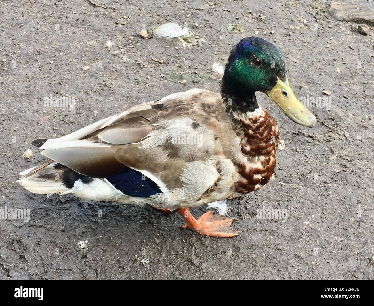 Mallard duck uk hi-res stock photography and images - Alamy