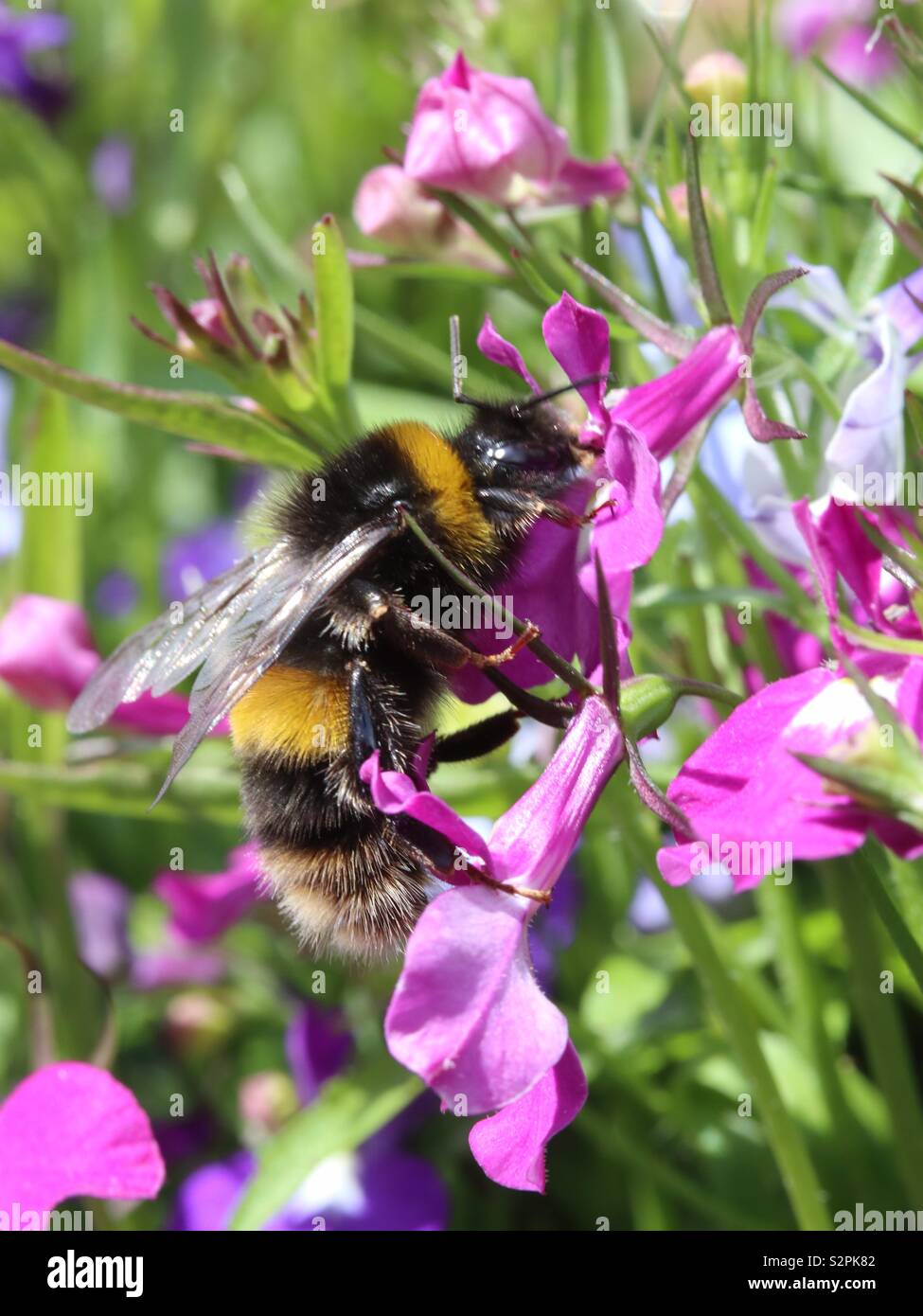 English bee hi-res stock photography and images - Alamy
