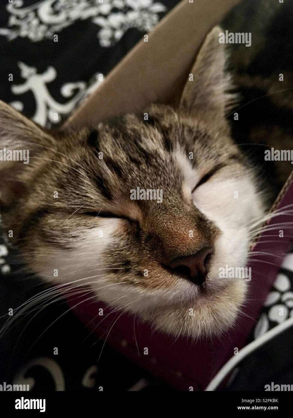 Contented animals hi-res stock photography and images - Alamy