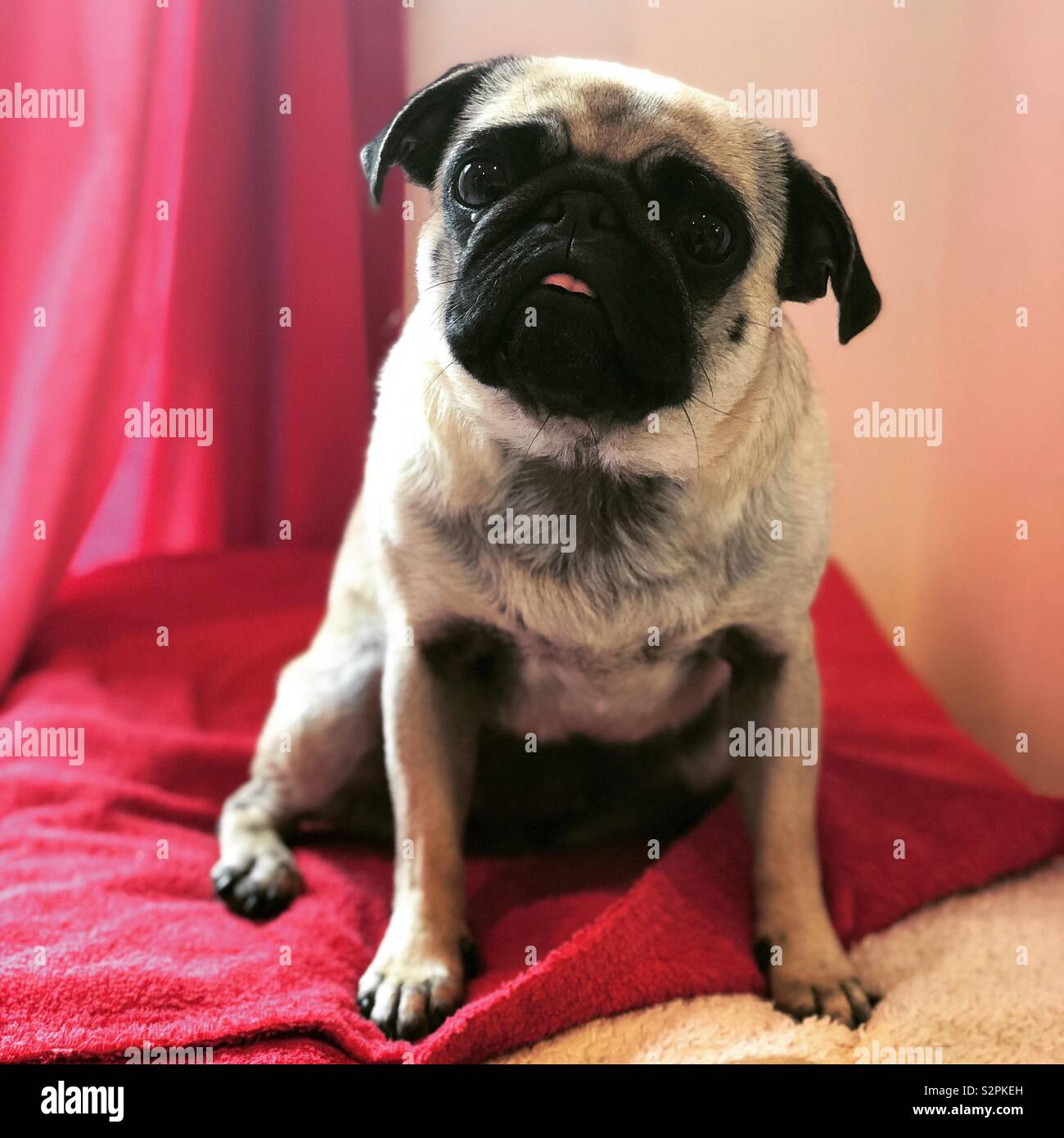 Pug with tongue out Stock Photo - Alamy