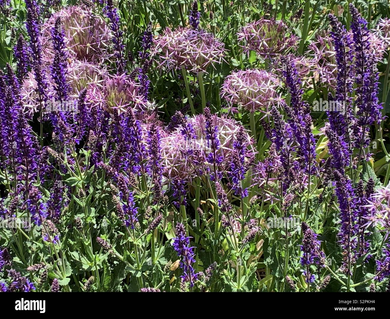 Spring Flowers at RHS Hyde Hall Essex Stock Photo - Alamy