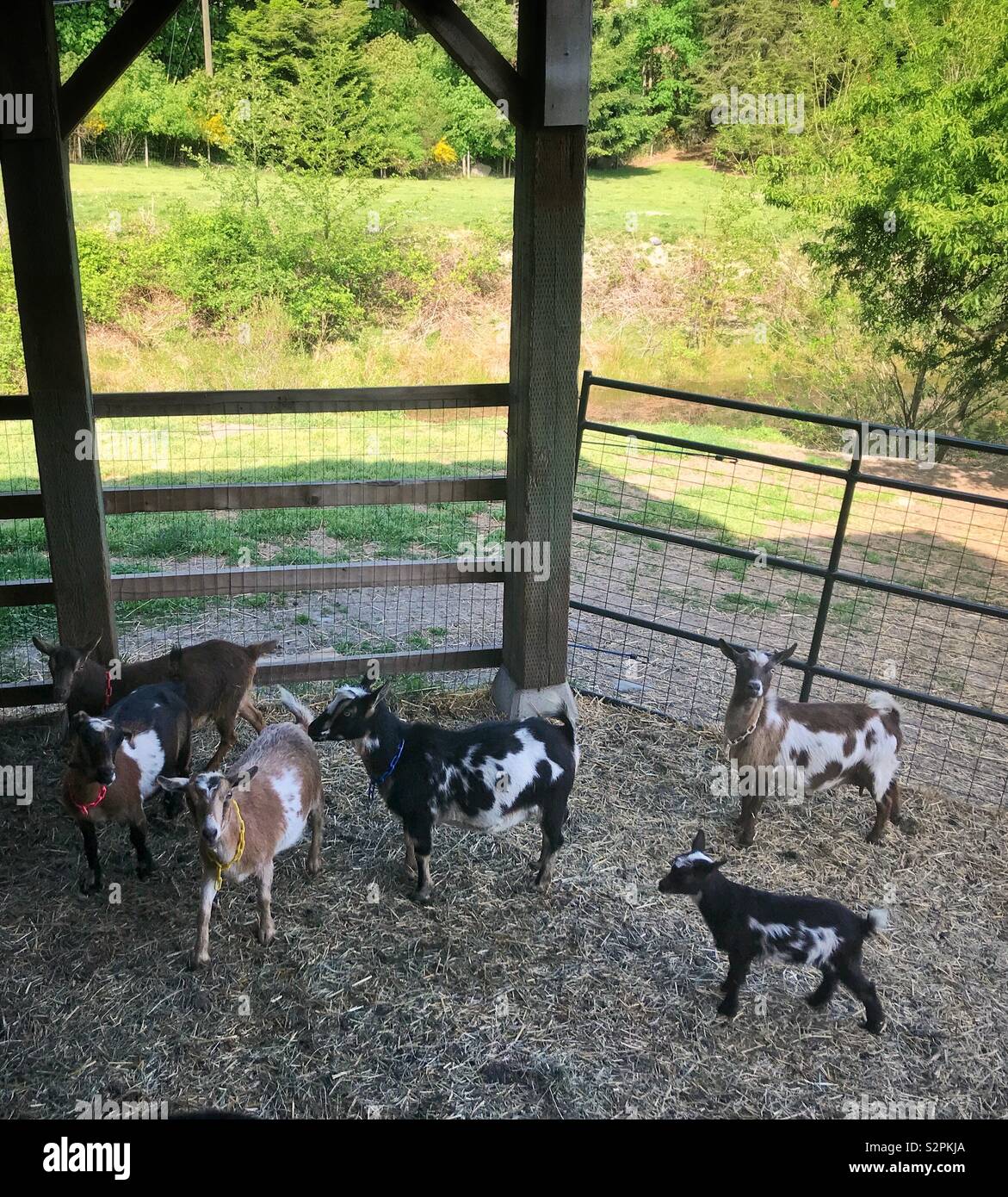 Goats hi-res stock photography and images - Alamy