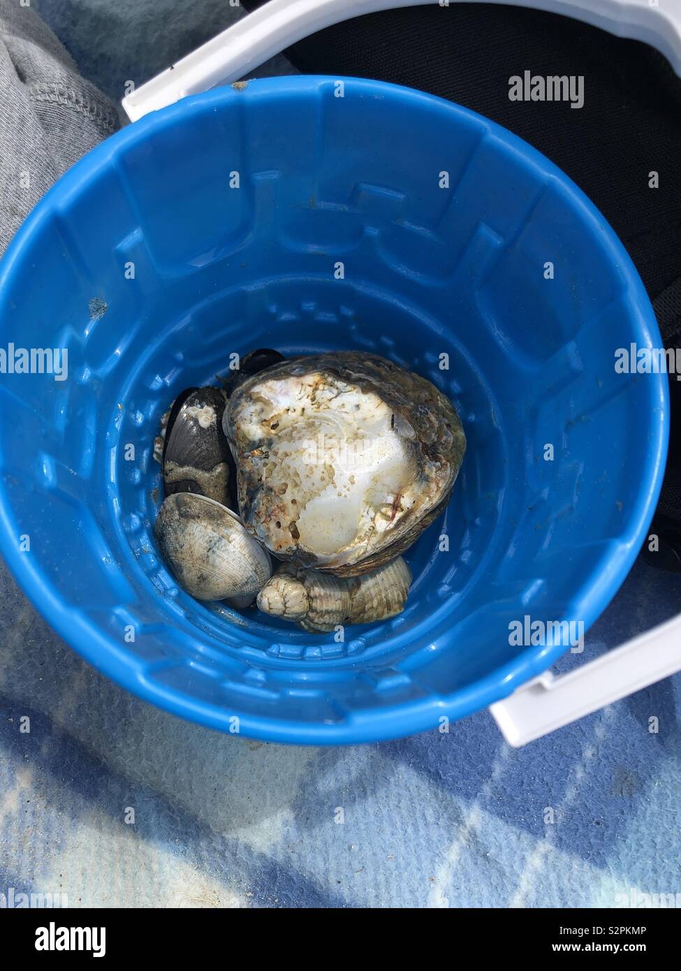 Bucket of shells Stock Photo - Alamy