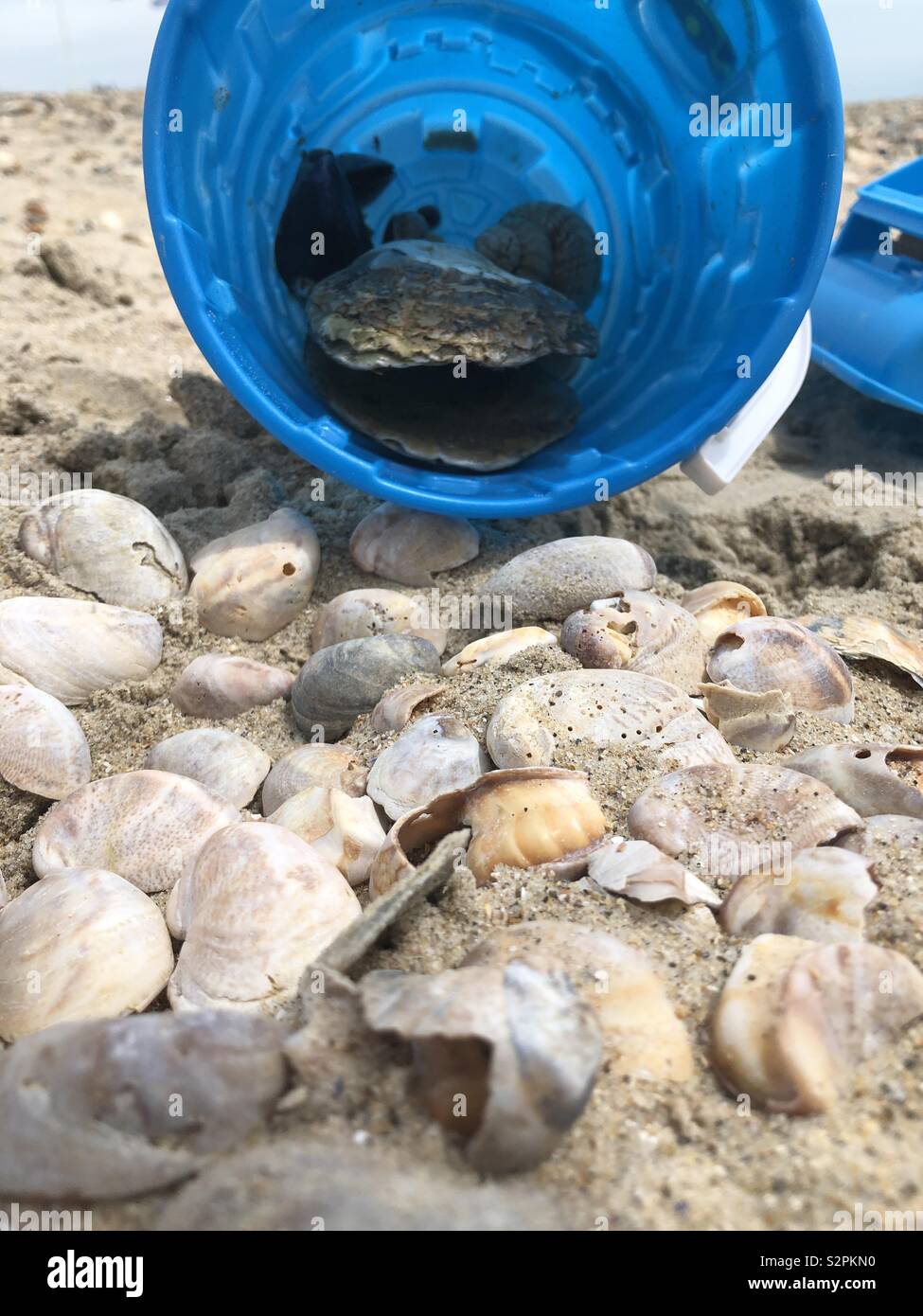 Bucket of shells at seaside Stock Photo - Alamy