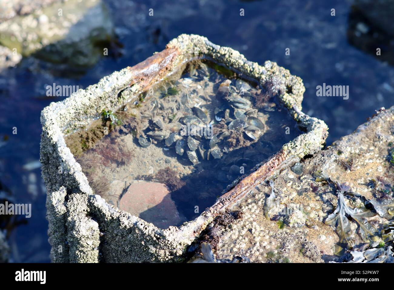 Shells in receding tide hi-res stock photography and images - Alamy