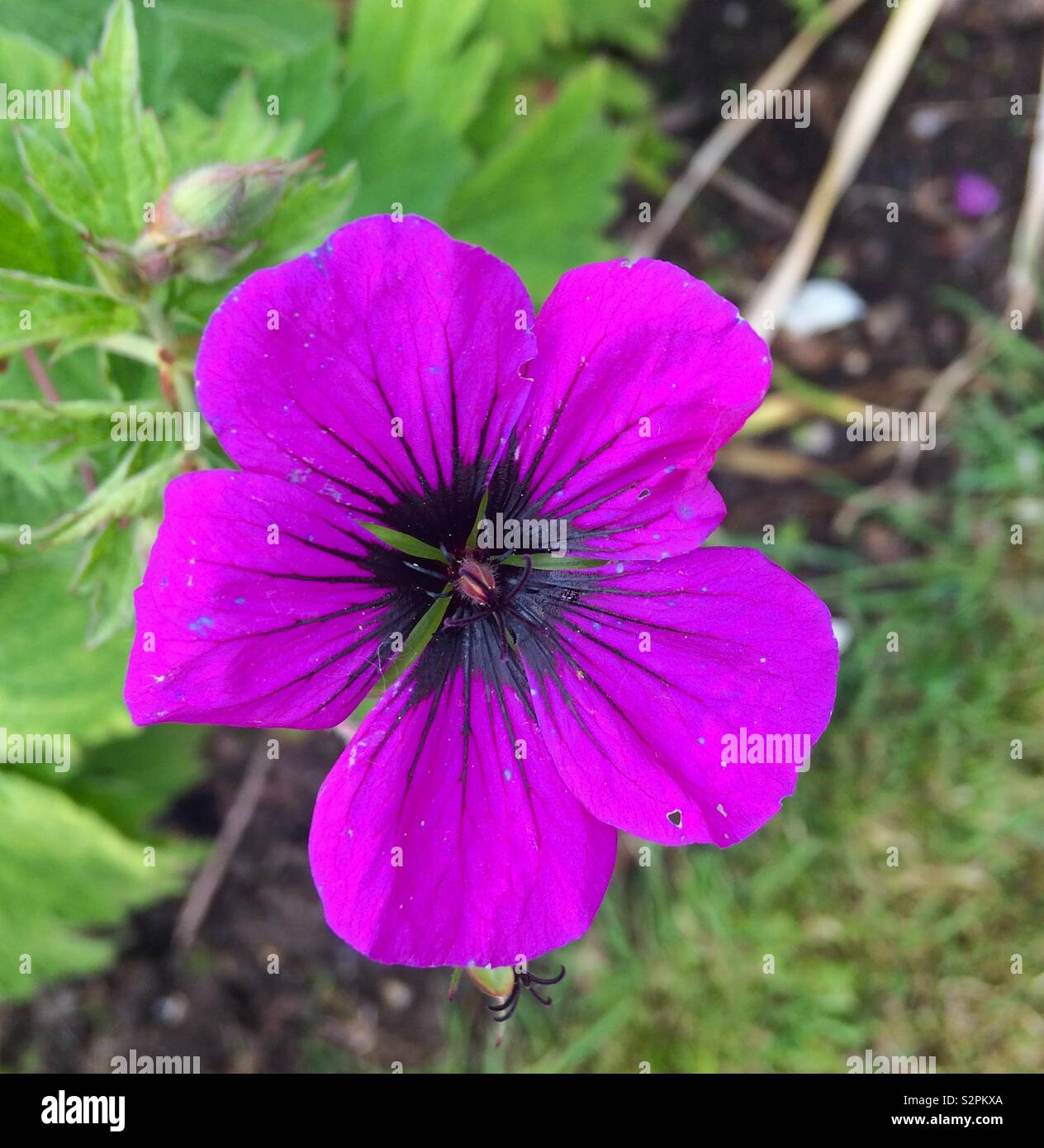 Shocking pink flower Stock Photo - Alamy